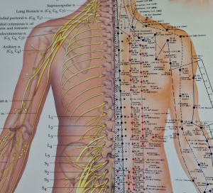 What Are The Acupuncture Points? » Naperville Acupuncture Center ...